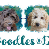 Ooodles of Doodles Reviews 2026 | Trustindex.io - Trustindex.io