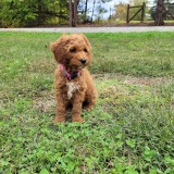 Triangle Goldendoodles Reviews 2026 | Trustindex.io - Trustindex.io